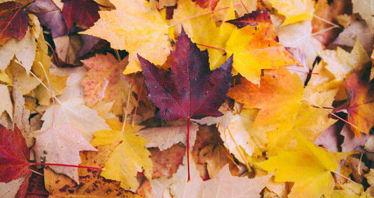 Composting Oak Leaves (How To Recycle Autumn's Bounty)