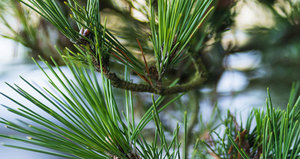 Composting Pine Needles - A Beginners Guide | Help Me Compost