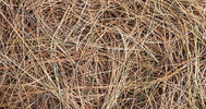 Composting Pine Needles - A Beginners Guide | Help Me Compost