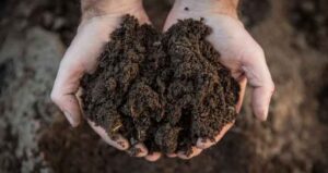 Humus Compost (This is What you Need to Know)