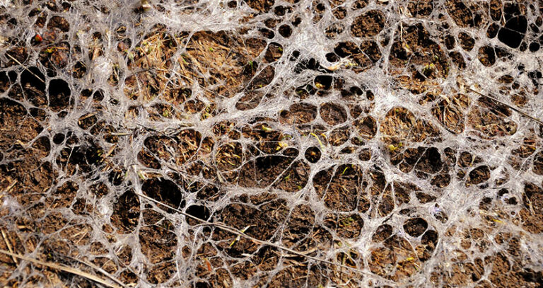 Mold In Compost (Should You Be Worried?)