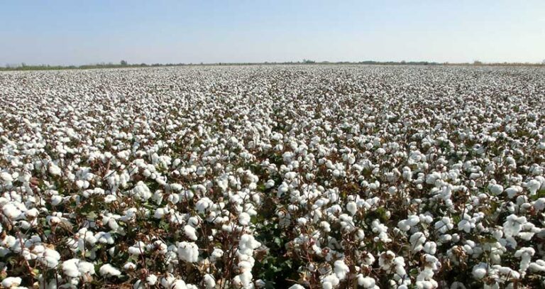 What Is Cotton Burr Compost? (Why It's A Cut Above The Rest)