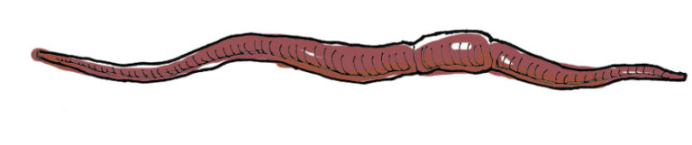 Best Worms For Composting (Choosing the Right Species!)