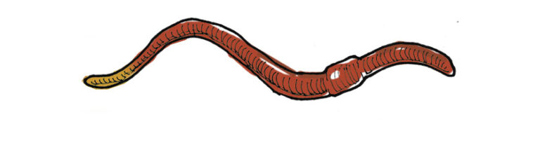 Best Worms For Composting (Choosing the Right Species!)